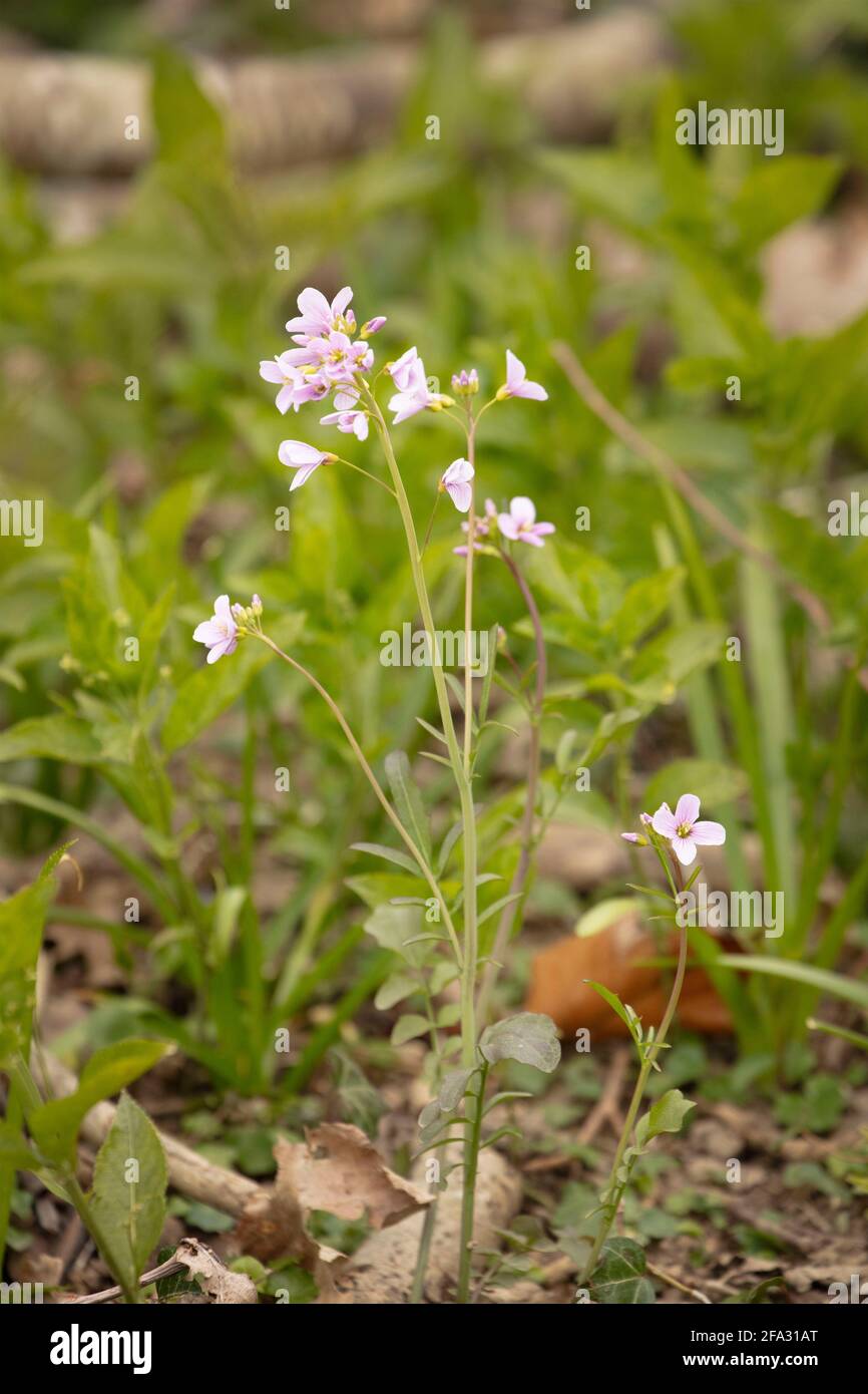 Cardamine pratensis, cuckoo flower, lady's smock, mayflower in bloom in ...