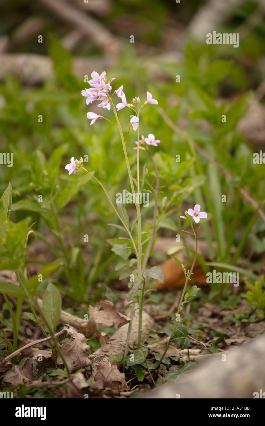 Cardamine pratensis, cuckoo flower, lady's smock, mayflower in bloom in ...