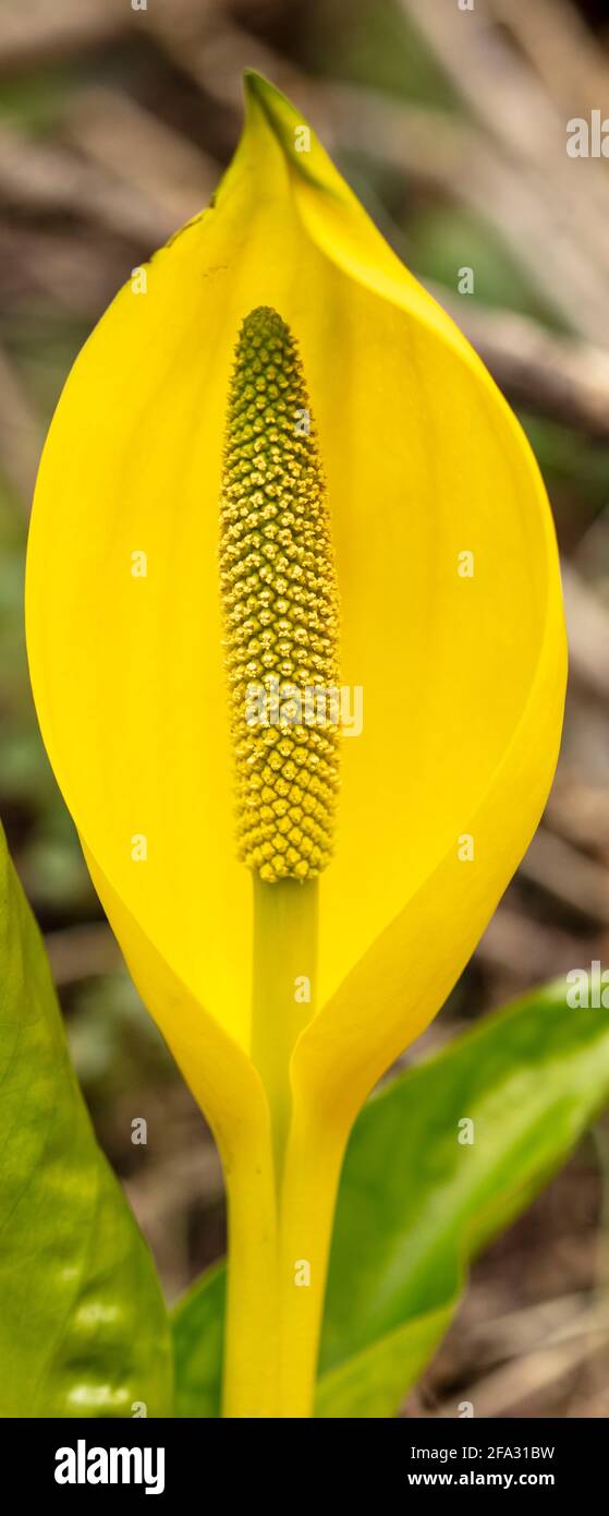 Lysichiton Americanus, Yellow, skunk cabbage, in spring foliage Stock ...