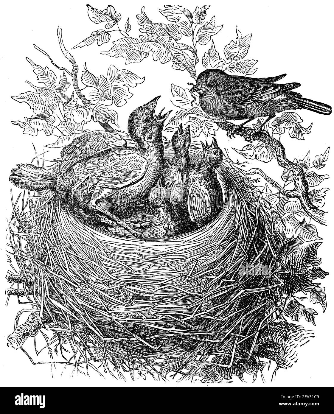 cuckoo / Cuculus canorus / Kuckuck (zoology book, 1877 Stock Photo - Alamy