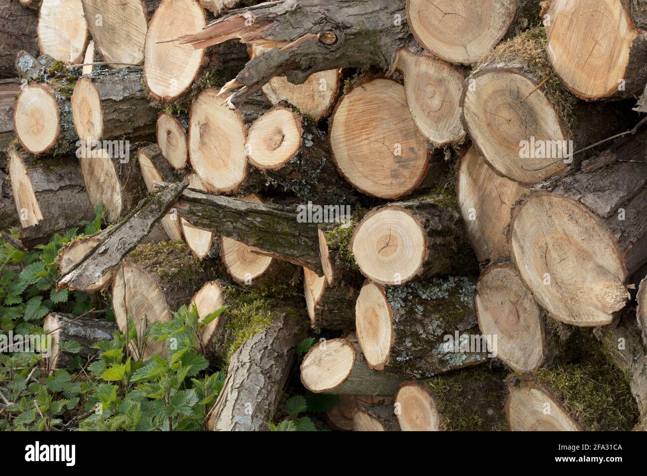 Cut logs left from tree management as an abstract landscape element ...