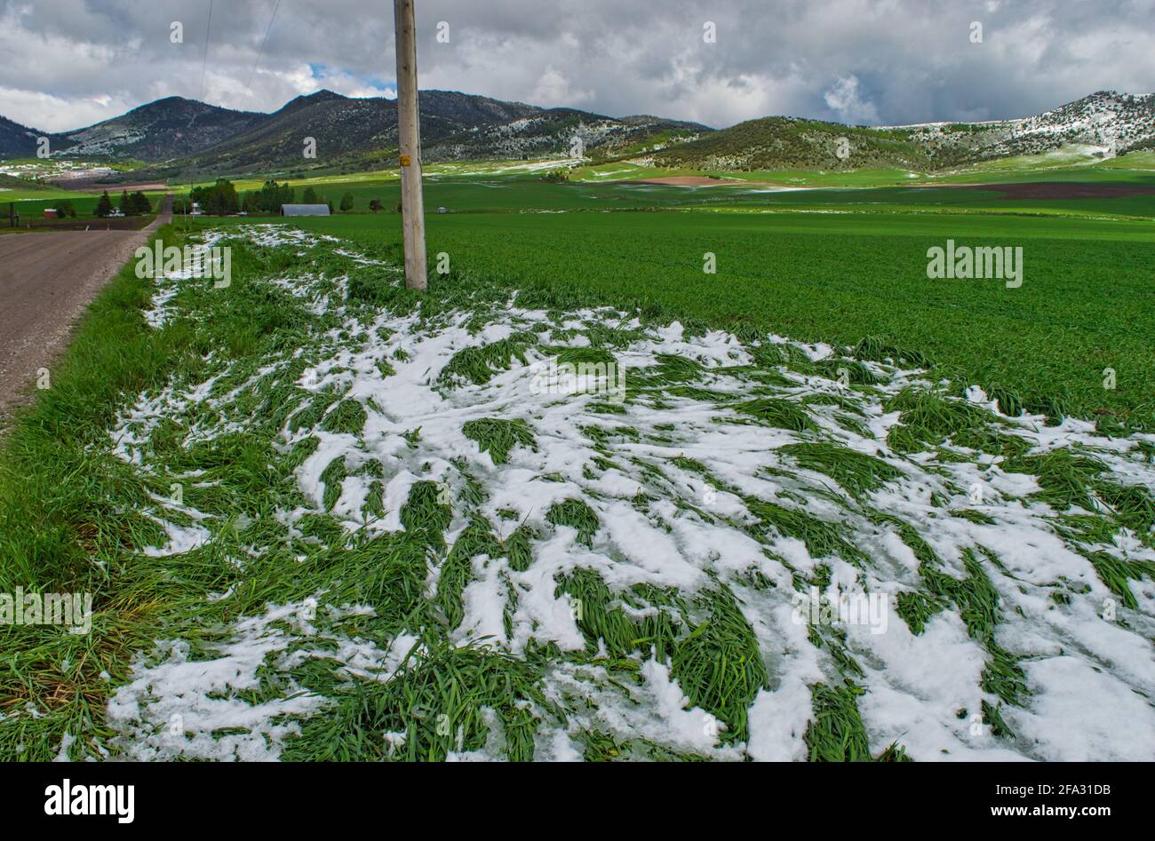 Snow on green wheat fields Stock Photo - Alamy