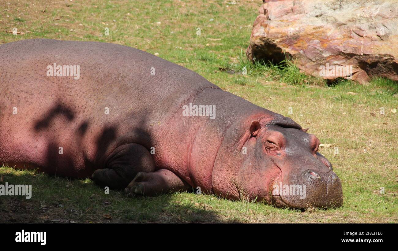 hippo in a zoo in france Stock Photo - Alamy