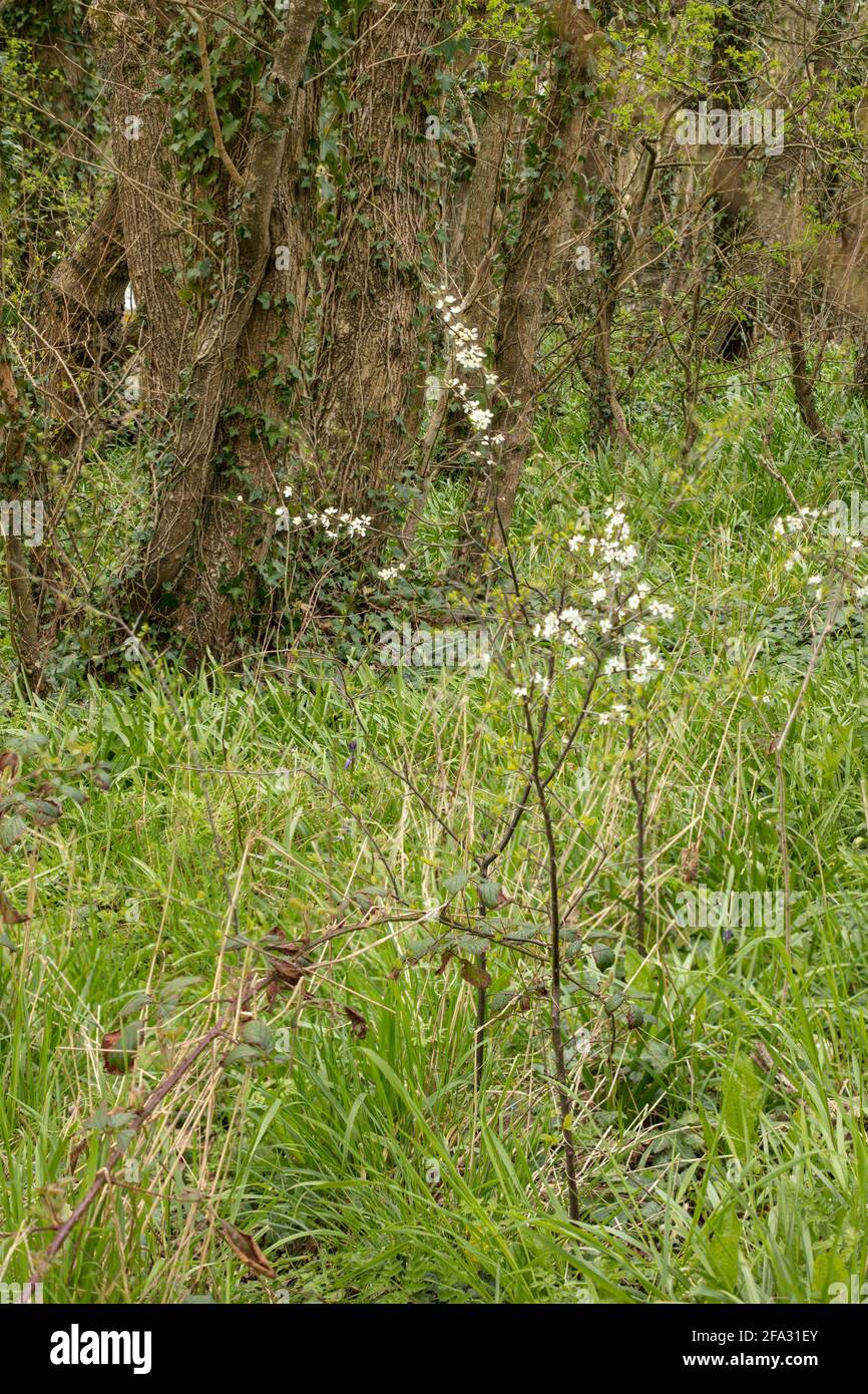 Cardamine pratensis, cuckoo flower, lady's smock, mayflower in bloom in ...
