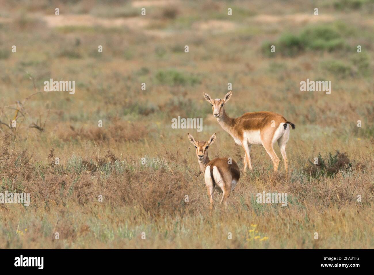 Goitered gazelle Jeyran in field. Wildlife nature reserve Stock Photo ...