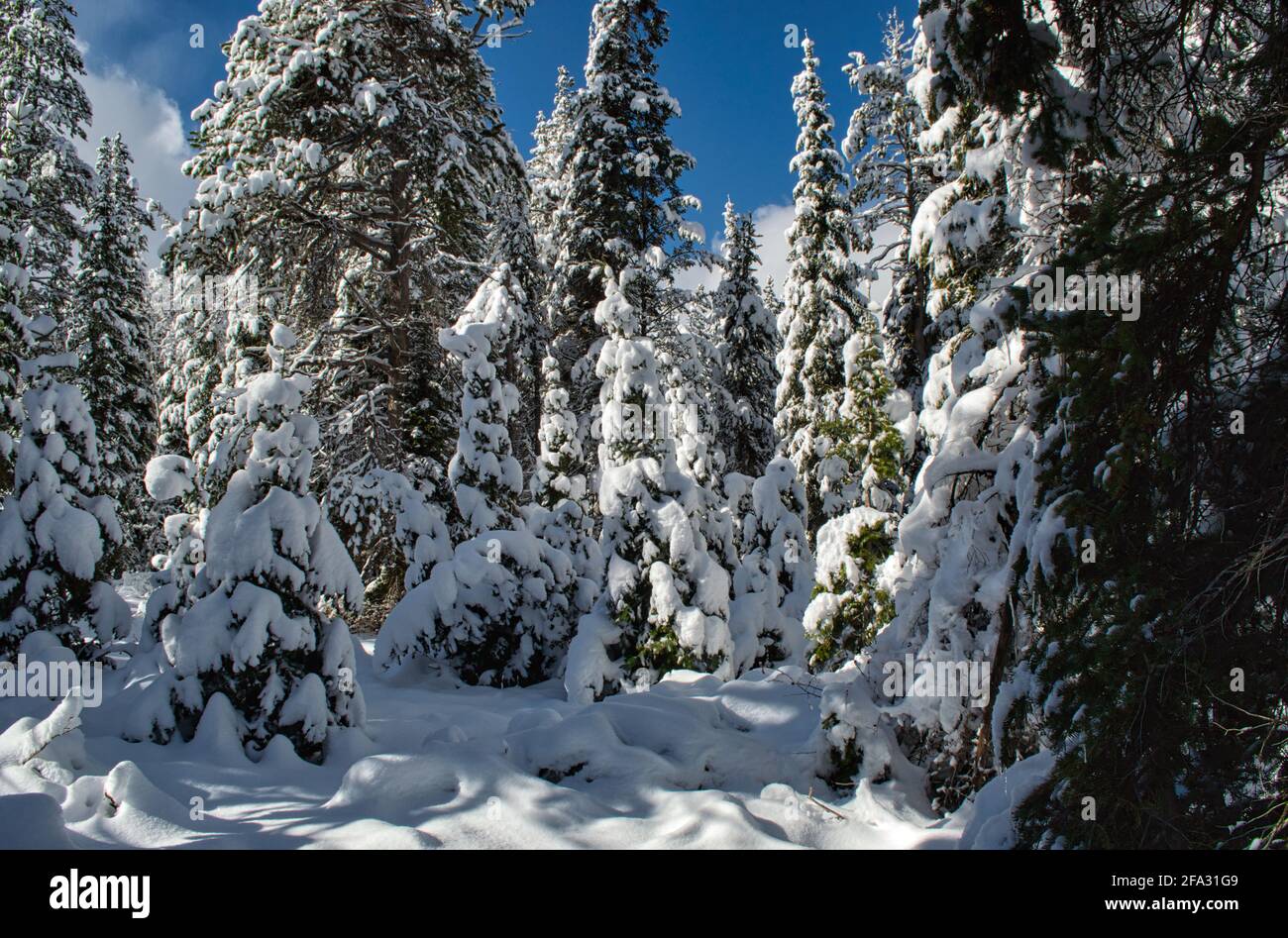 Beautiful shot of snowy forest Stock Photo - Alamy