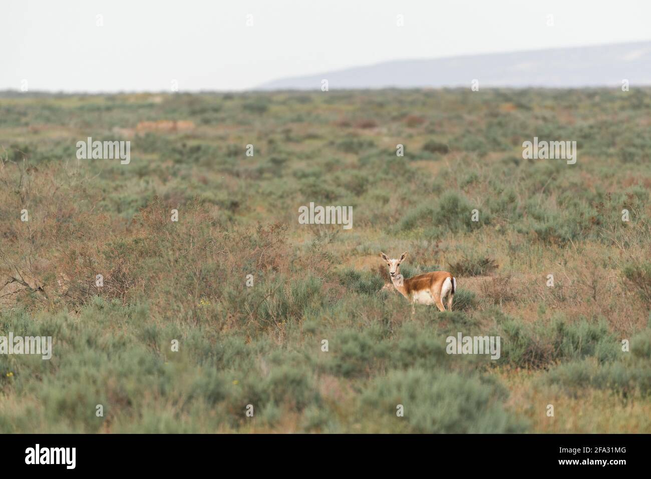 Goitered gazelle Jeyran in field. Wildlife nature reserve Stock Photo ...