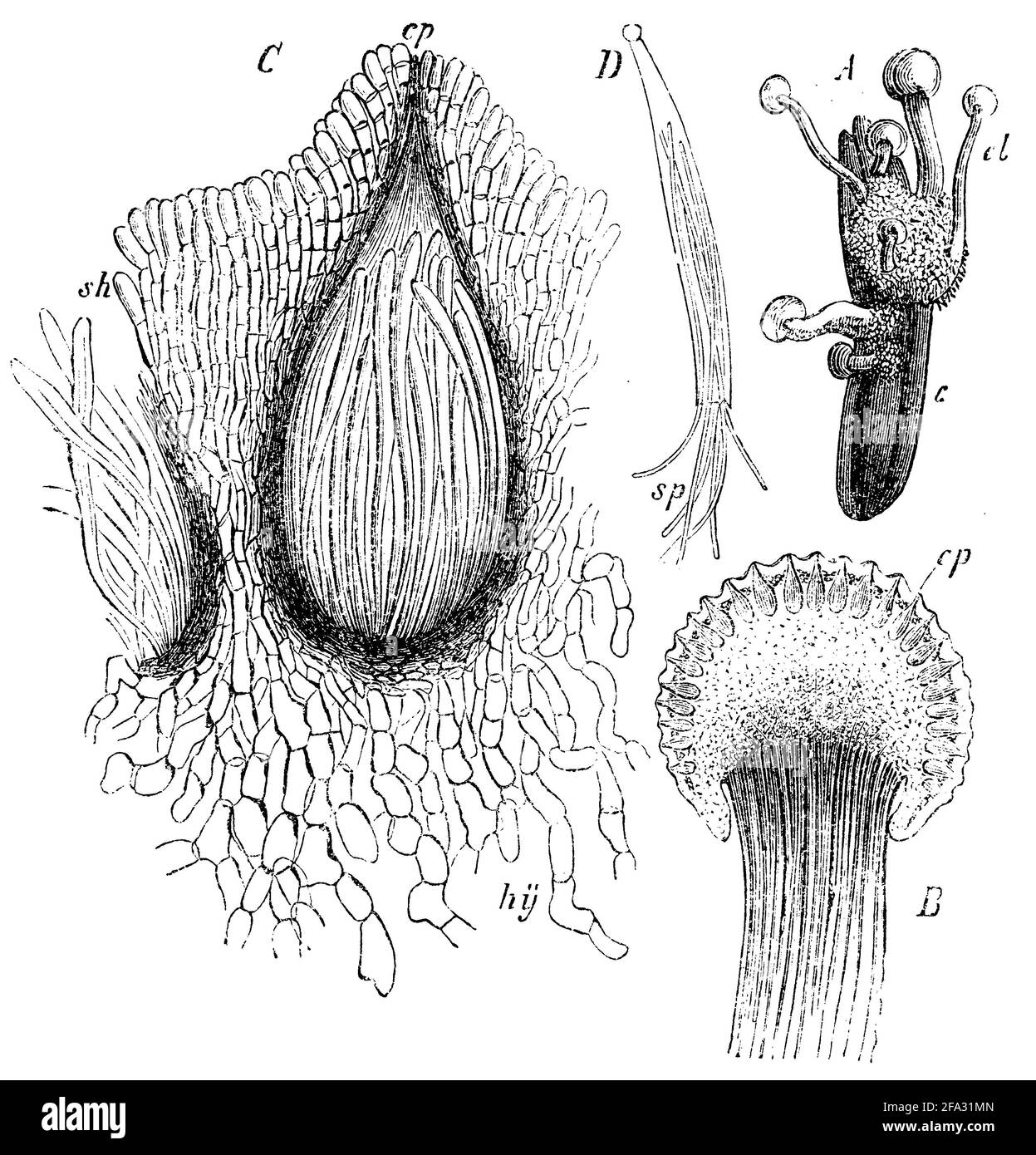 ergot fungus / Claviceps purpurea Syn. Secale cornutum / Mutterkorn ...