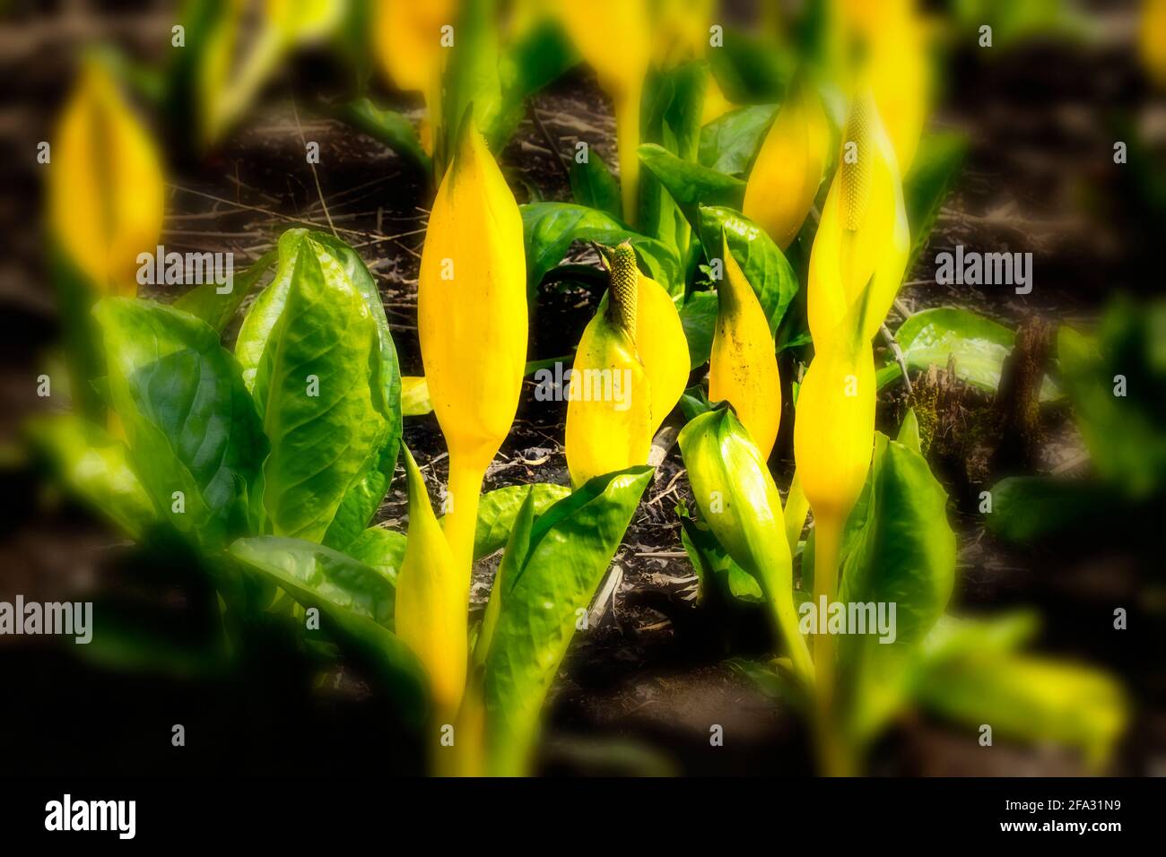 Lysichiton Americanus (Yellow, skunk cabbage),on marshy ground in ...