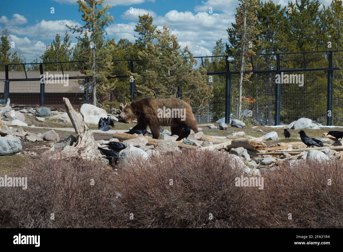 Zoo beer hi-res stock photography and images - Alamy
