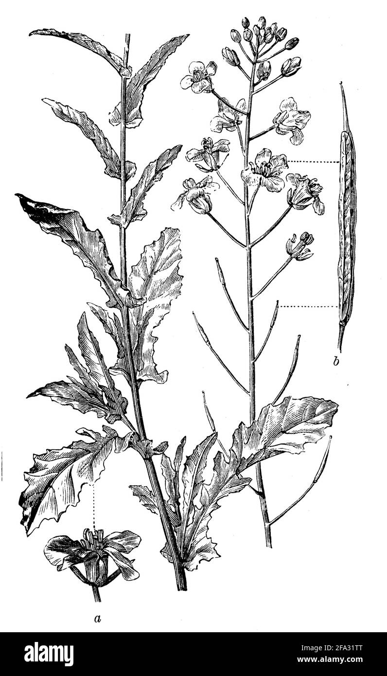 Brassica Rapa Diagram