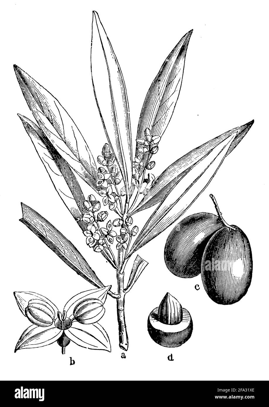 olive, European olive / Olea europaea / Olivenbaum, Echter Ölbaum ...