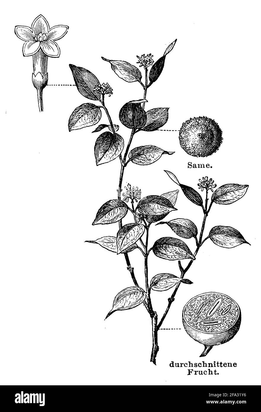 strychnine tree / Strychnos nux-vomica, Syn. Strychnos colubrina ...