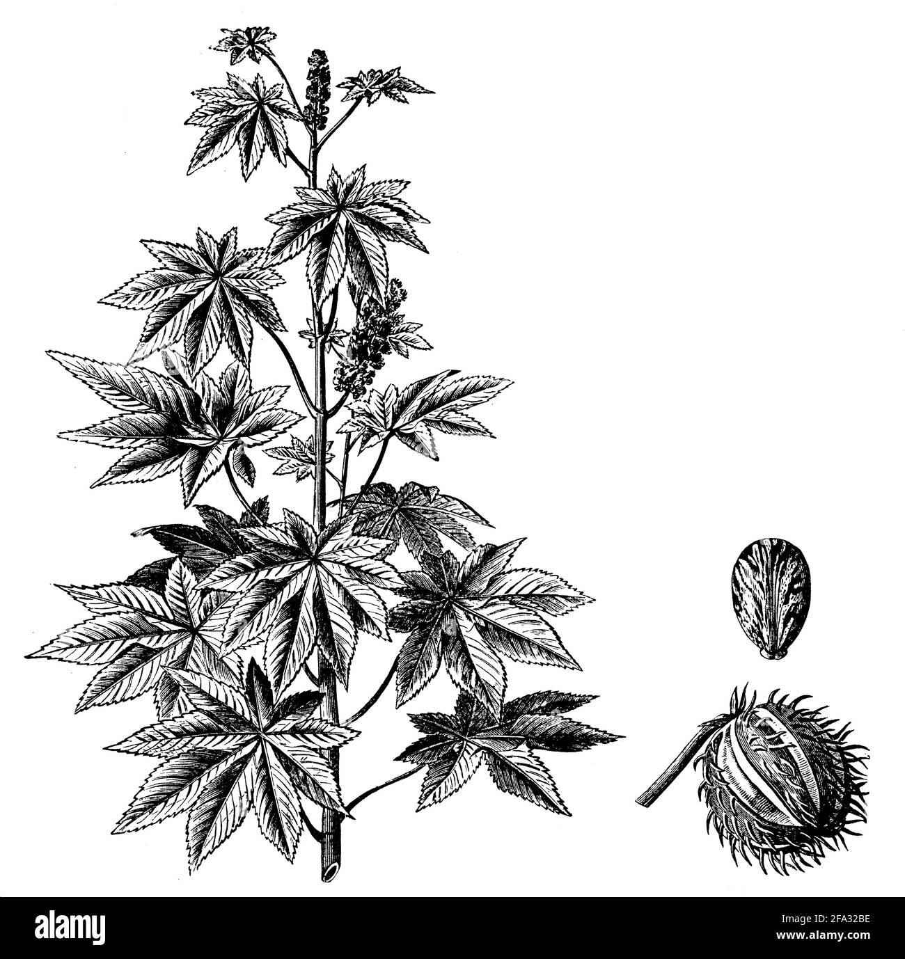 Castor oil hand drawing hi-res stock photography and images - Alamy