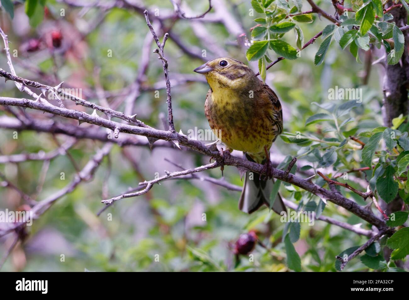 Male Yellowhammer (Emberiza citrinella) on a branch Stock Photo - Alamy