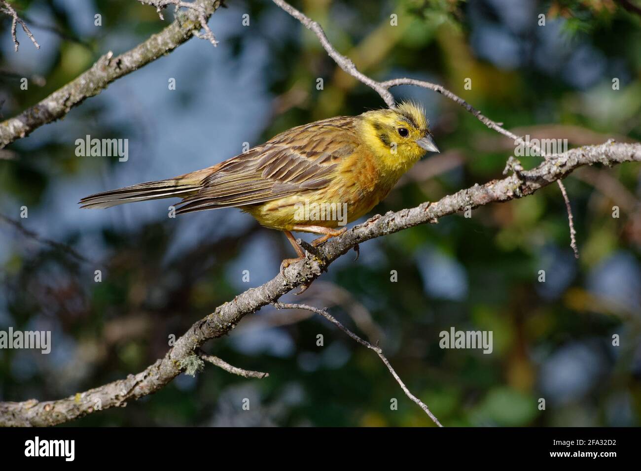 Male Yellowhammer (Emberiza citrinella) on a branch Stock Photo - Alamy