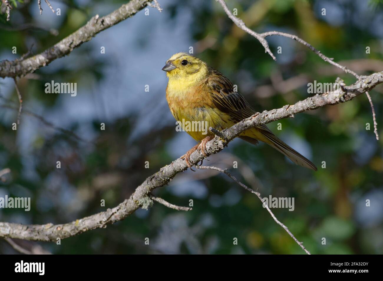 Male Yellowhammer (Emberiza citrinella) on a branch Stock Photo - Alamy
