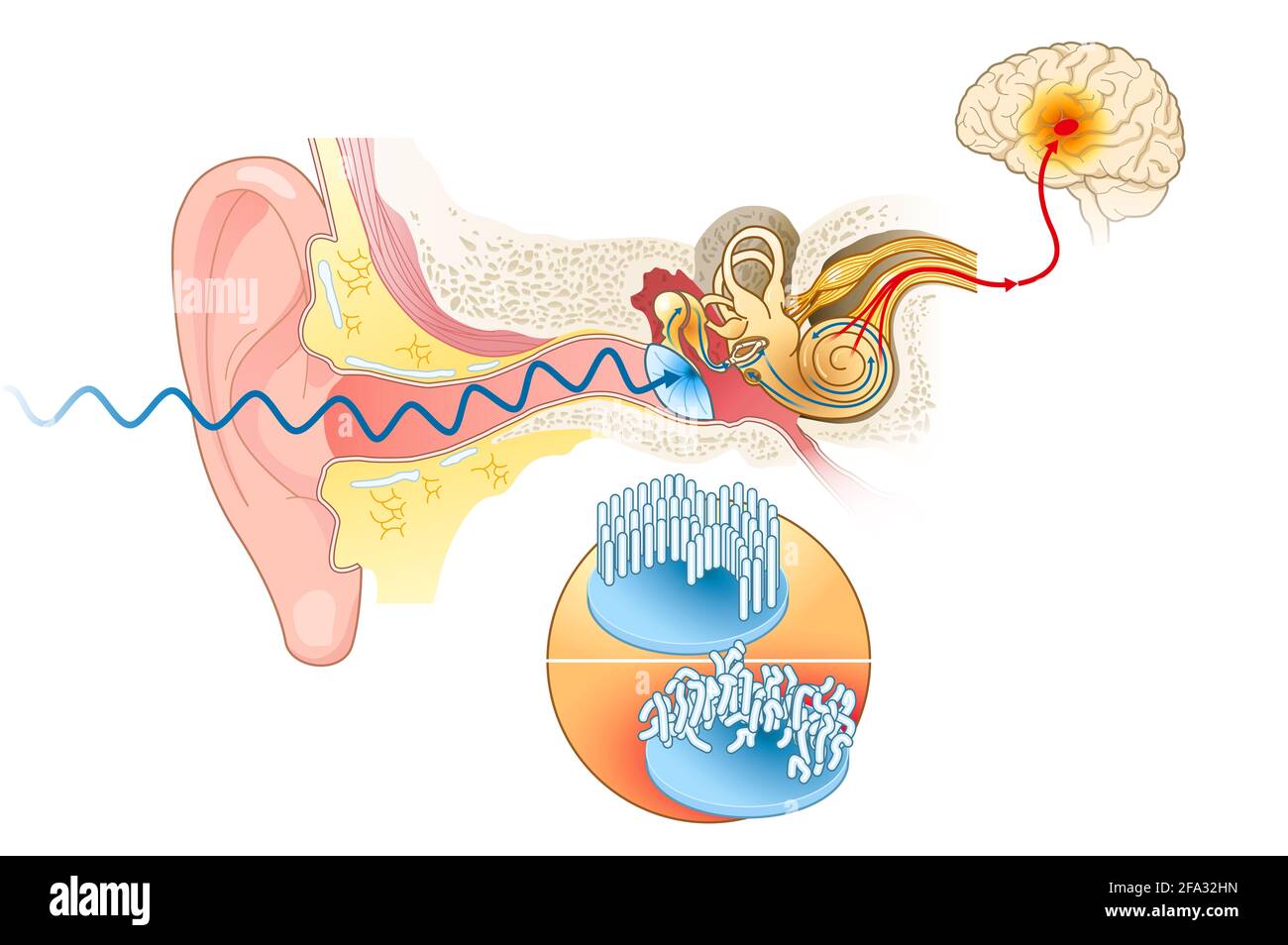 Illustration showing the way of a sound wave to the brain, labeled ...