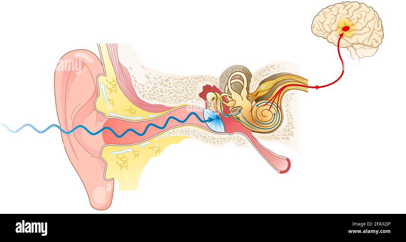Illustration showing the way of a sound wave to the brain, labeled ...
