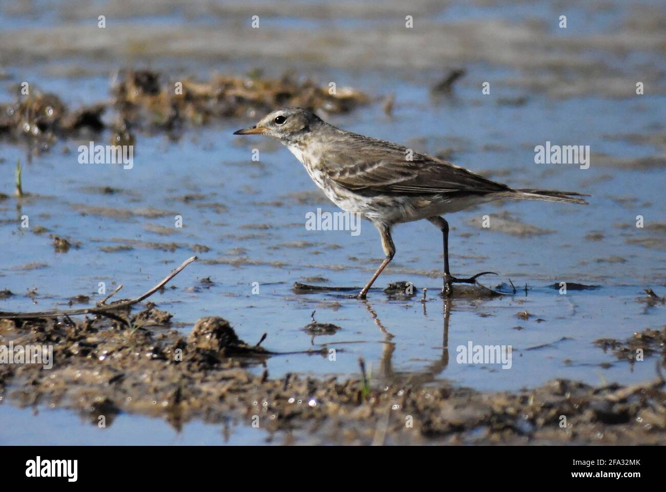 Water Pipit (Anthus spinoletta) in winter plumage Stock Photo - Alamy