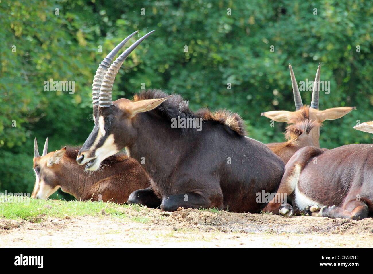 sable antelopes in a zoo in france Stock Photo - Alamy