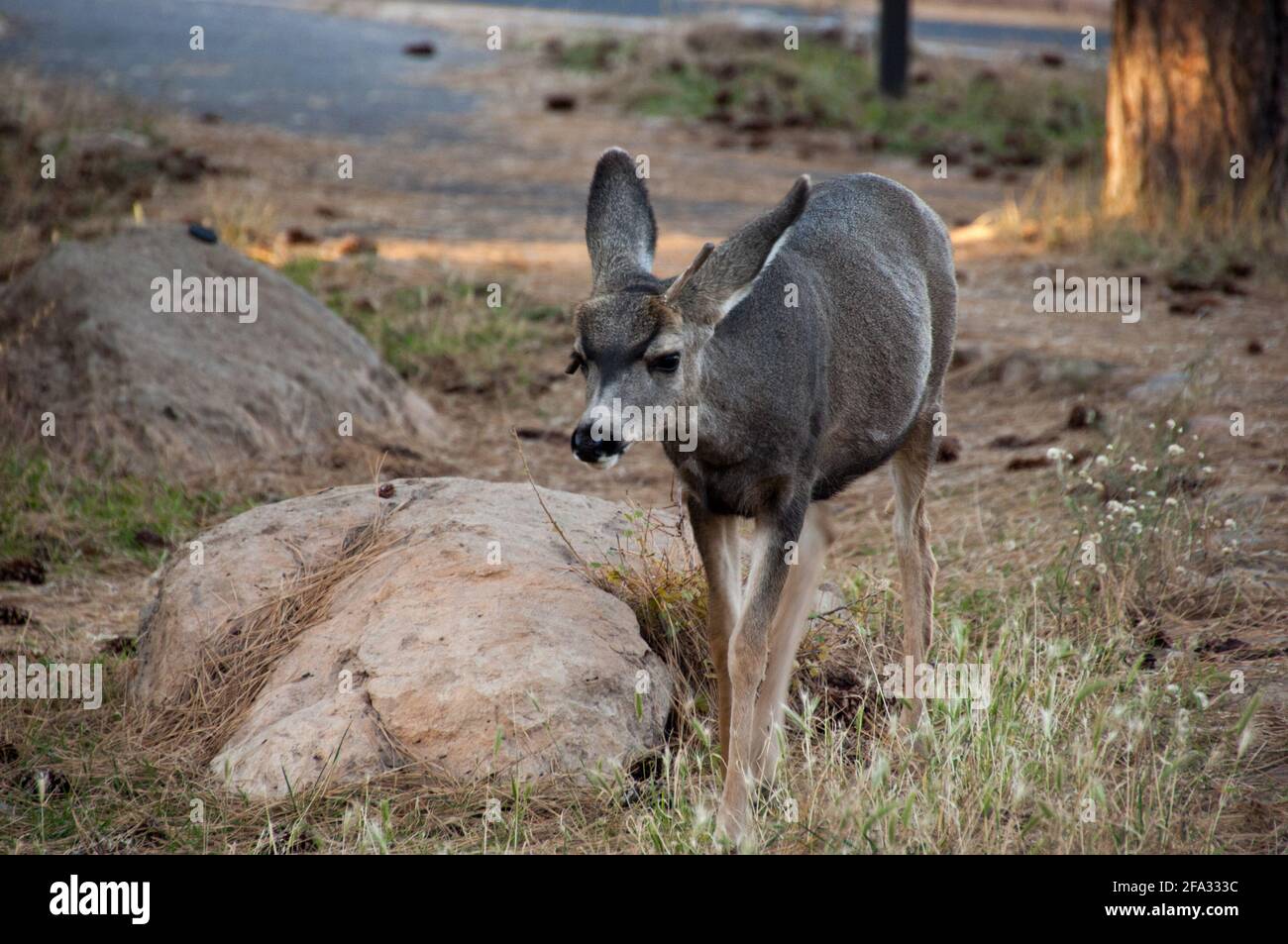EL VENADO COLA BLANCA ODOCOILEUS VIRGINIANUS HABITA DESDE CANADA A ...