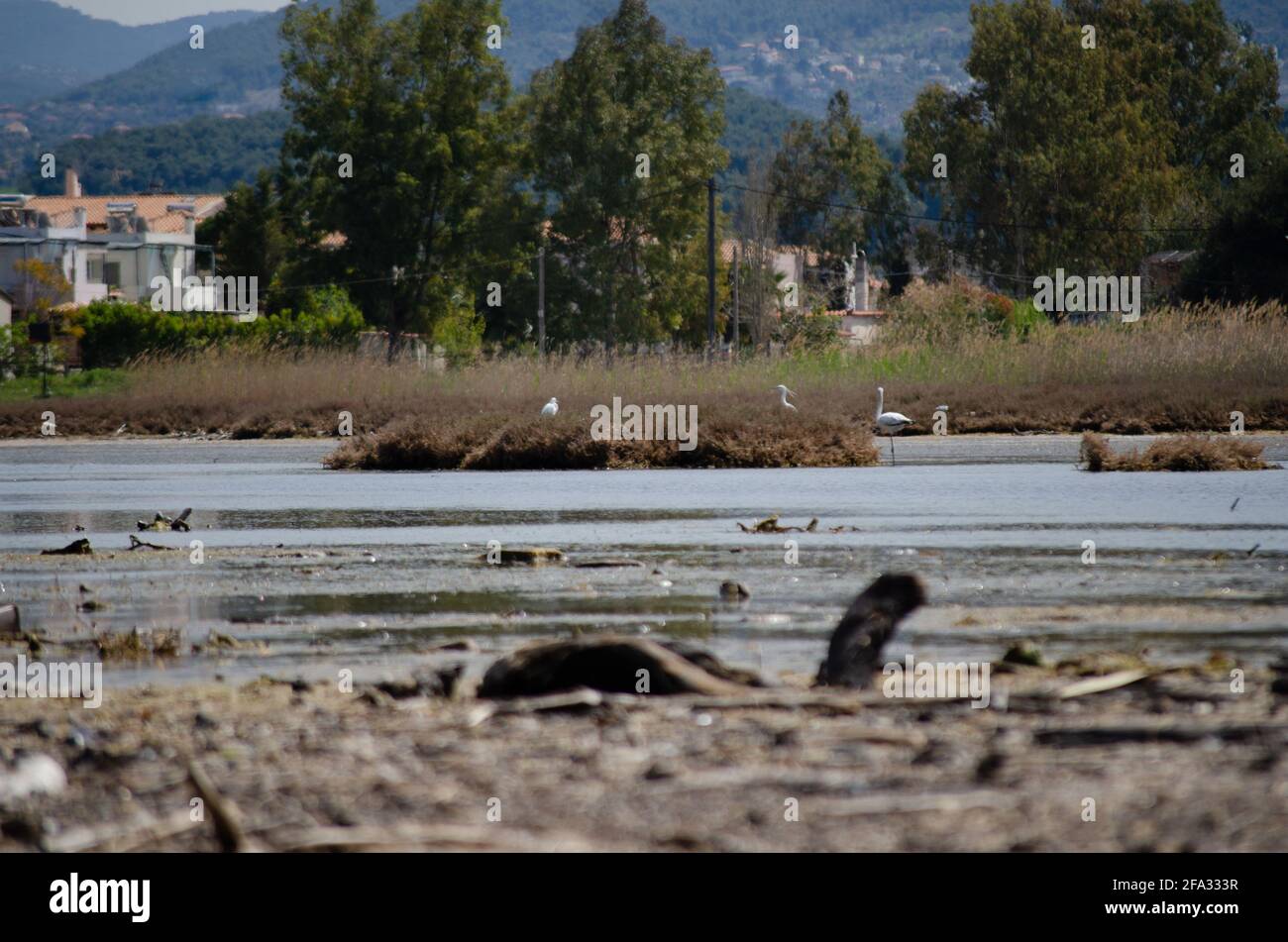 Lagoon Ecosystem oropos greece Stock Photo - Alamy