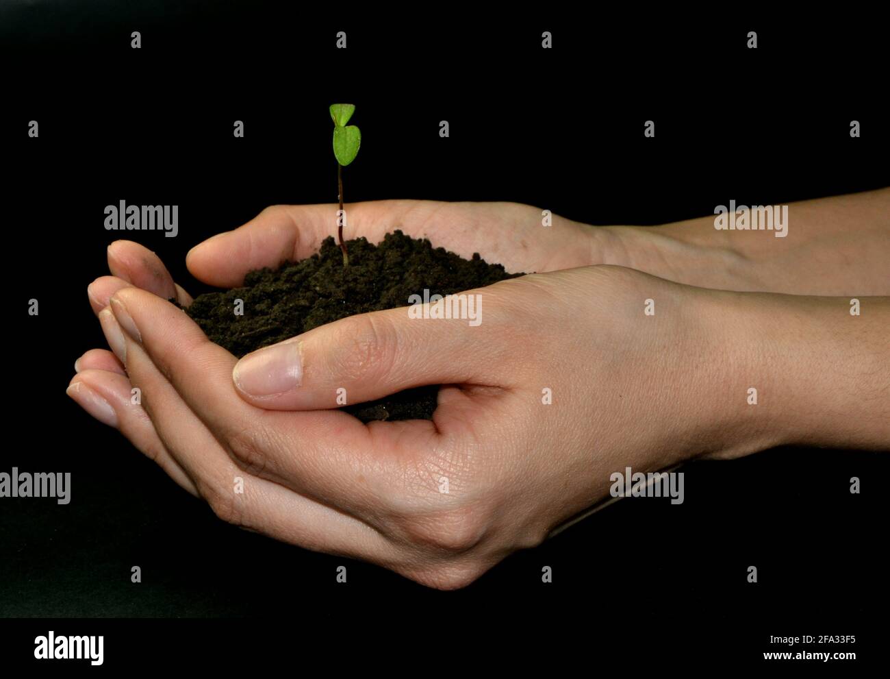 hand holding small tree for planting. concept of green world and earth ...