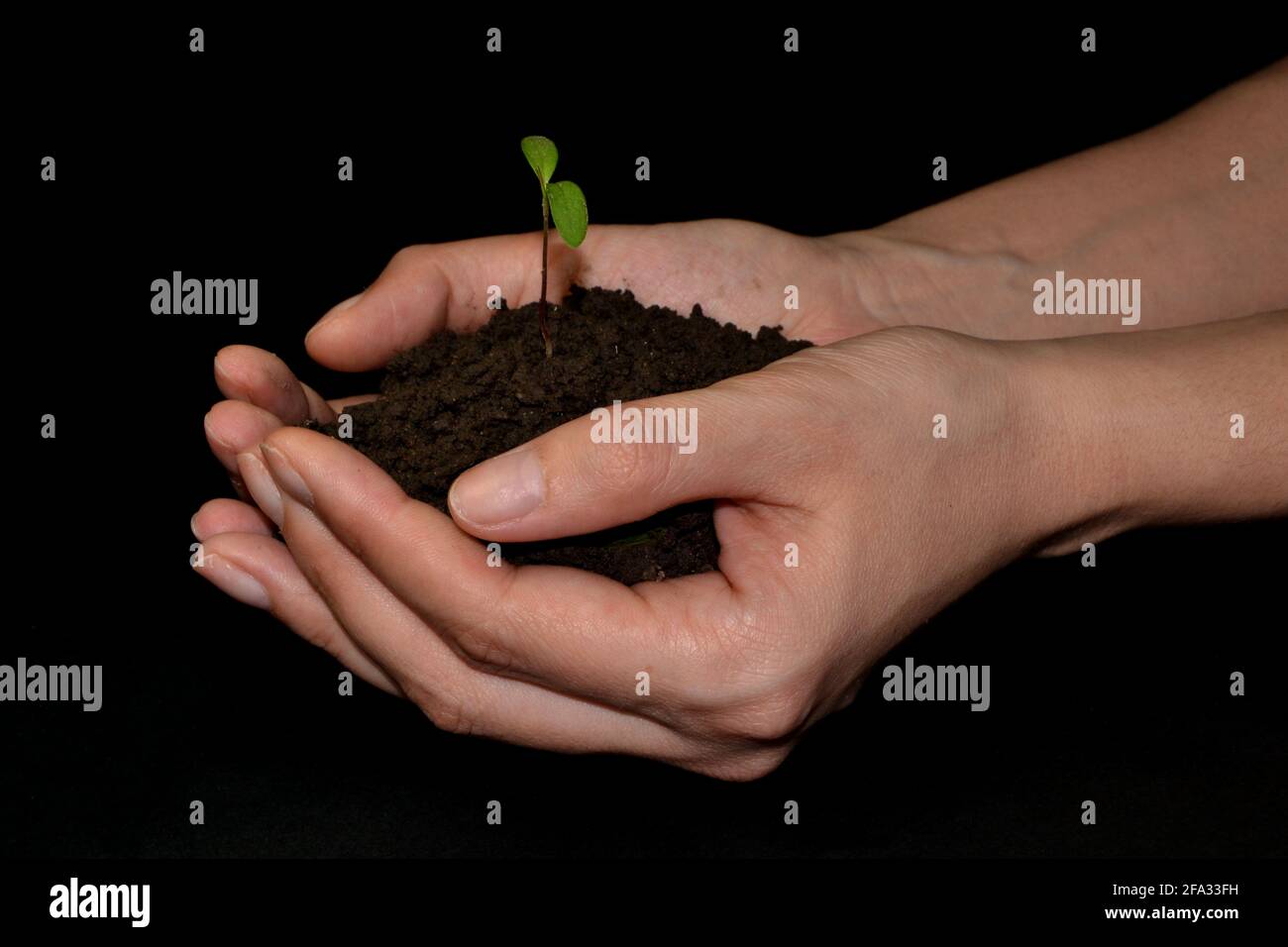 hand holding small tree for planting. concept of green world earth day ...