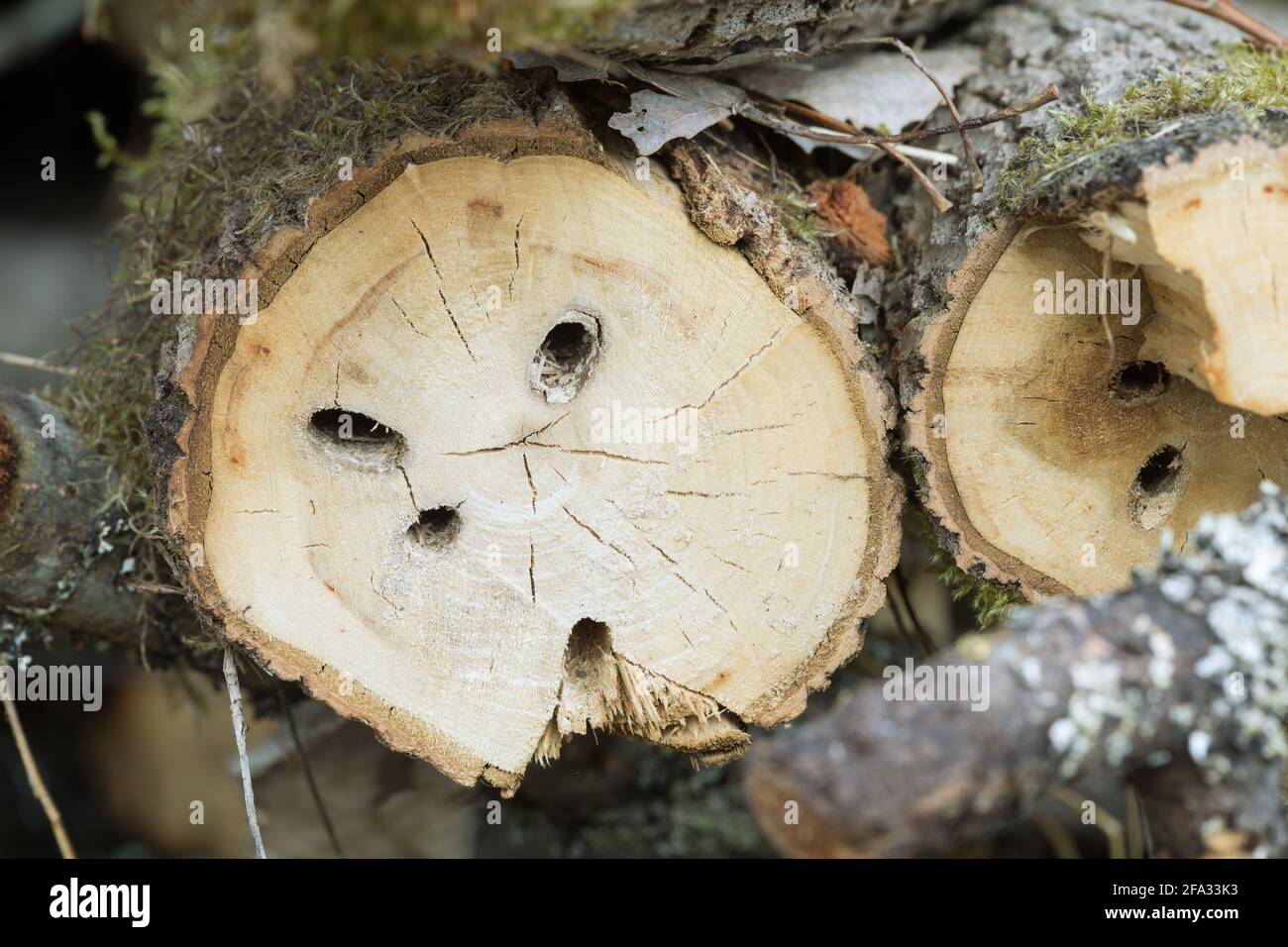 Trace in aspen trees after Large poplar borer larva, Saperda carcharias ...