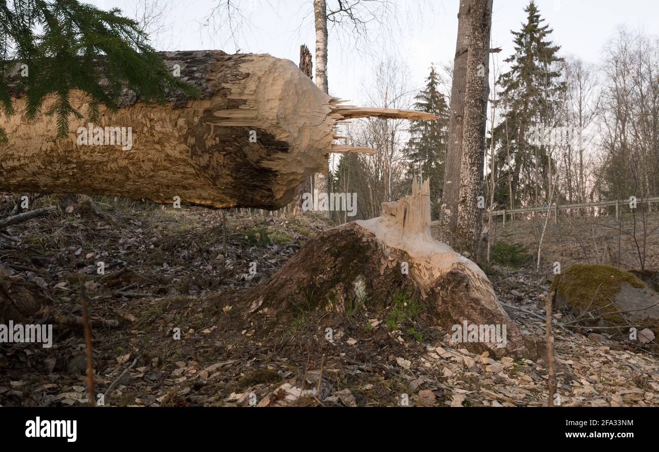 Trace tree hi-res stock photography and images - Alamy