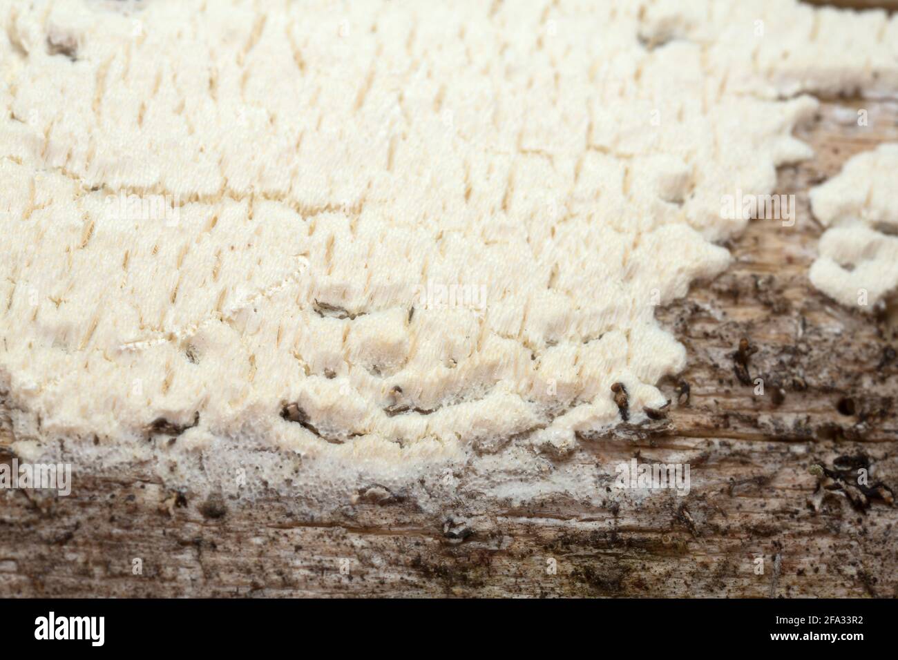 Antrodia xantha growing on pine wood Stock Photo - Alamy