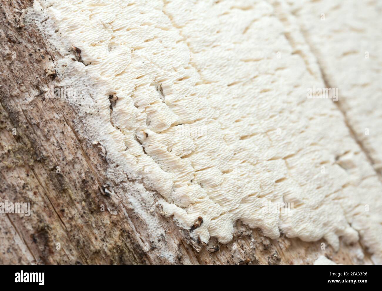 Antrodia xantha growing on pine wood Stock Photo - Alamy