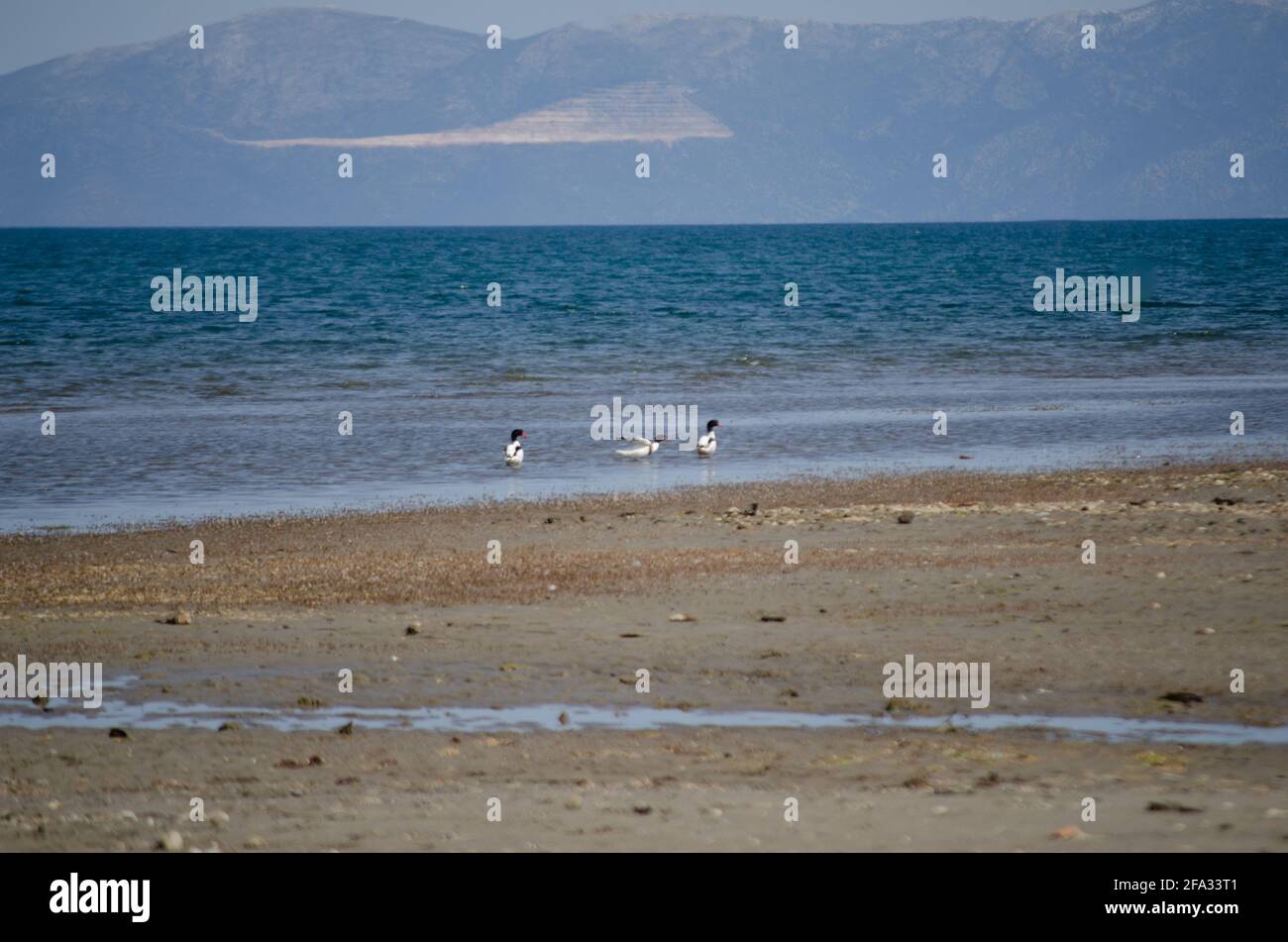 Lagoon Ecosystem oropos greece Stock Photo - Alamy