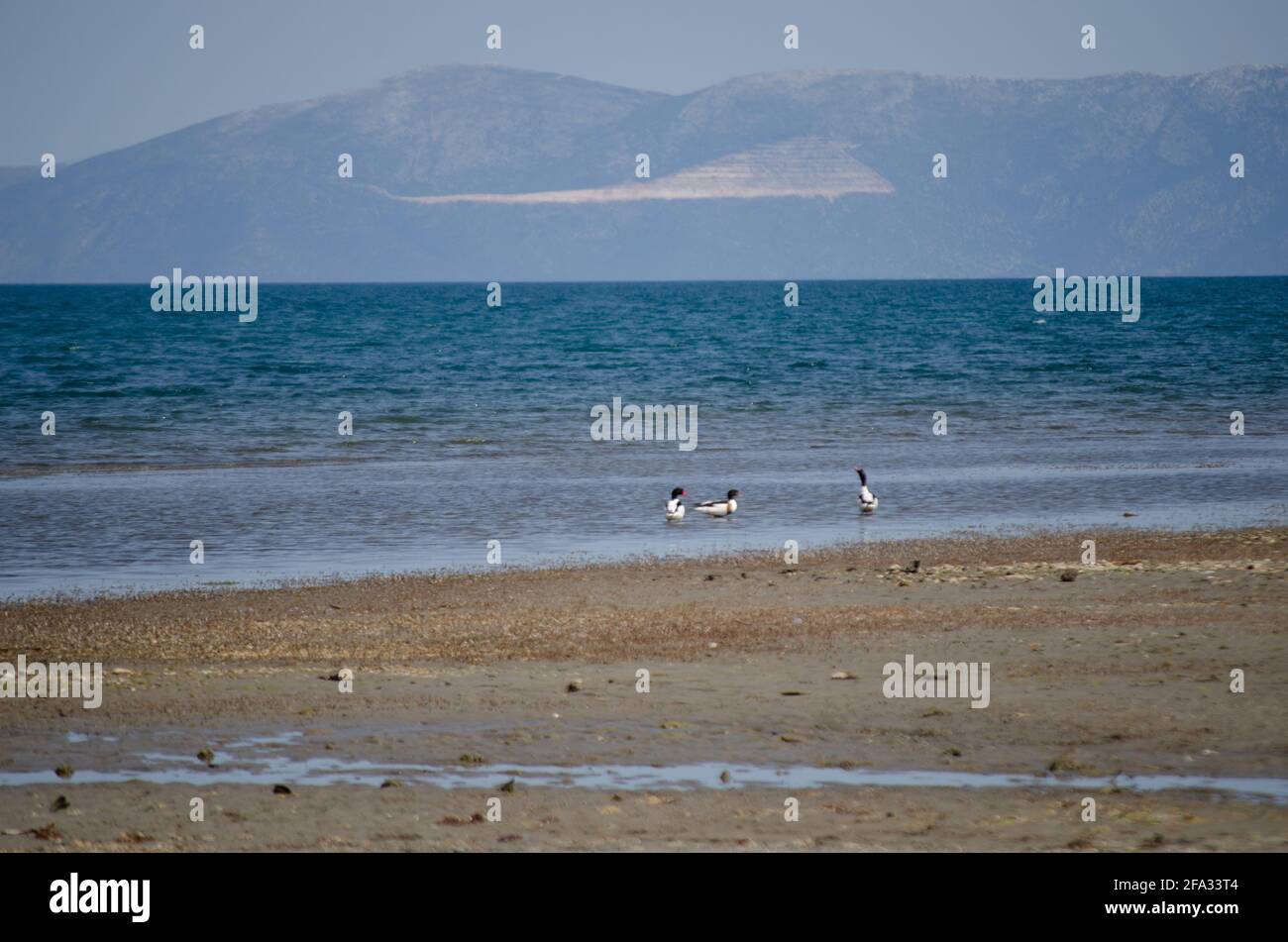 Lagoon Ecosystem oropos greece Stock Photo - Alamy