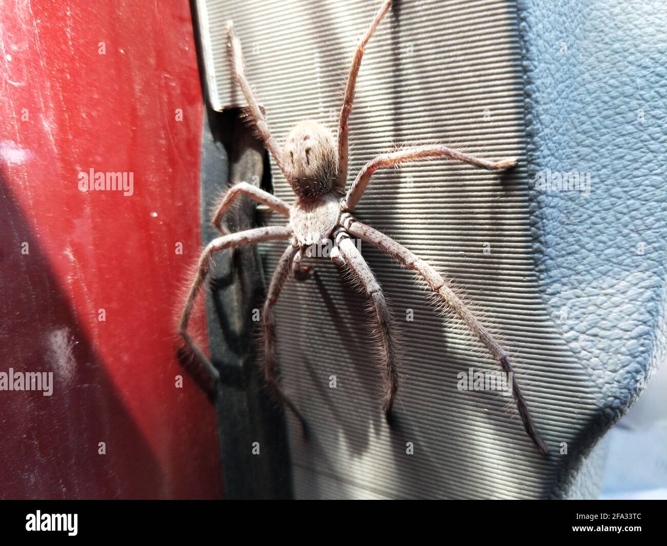 LILYDALE, AUSTRALIA - Jan 03, 2019: Large Mountain Huntsman (Isopeda ...