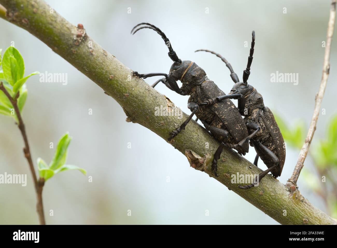 Mating weaver beetles, lamia textor on willow twig Stock Photo - Alamy