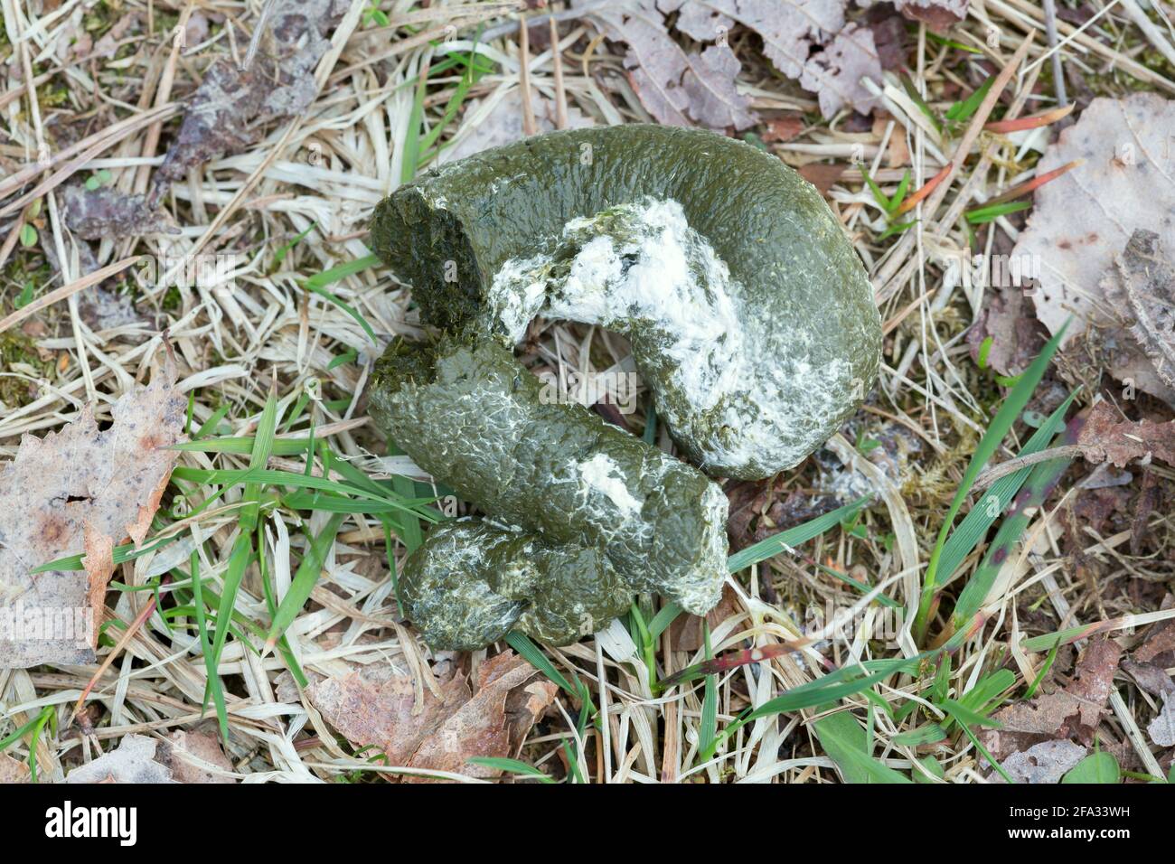 Canada goose, Branta canadensis droppings on grass Stock Photo - Alamy