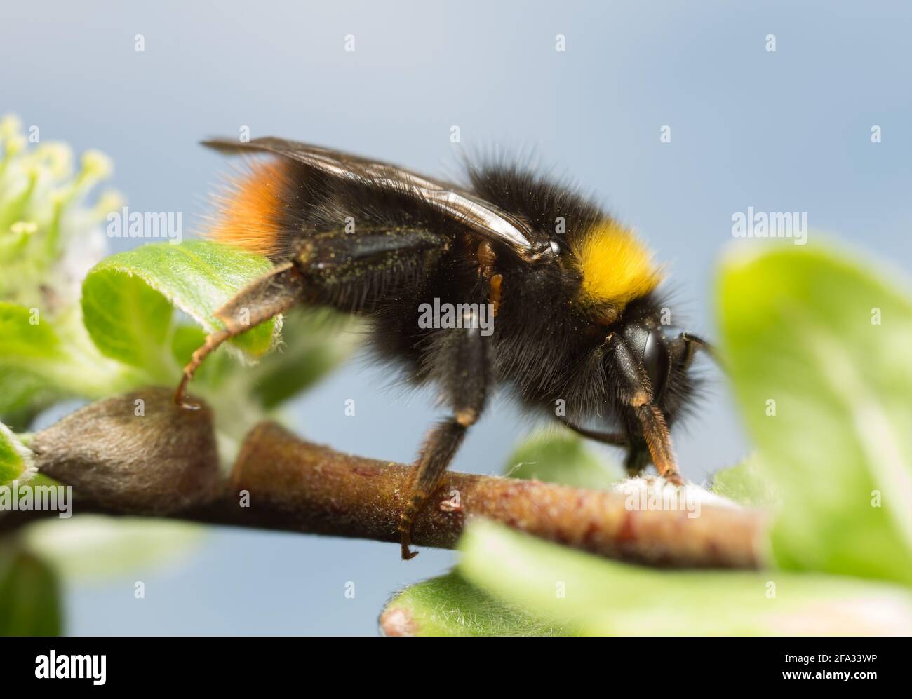 Early bumble bee, Bombus pratorum on with larva of the violet oil ...