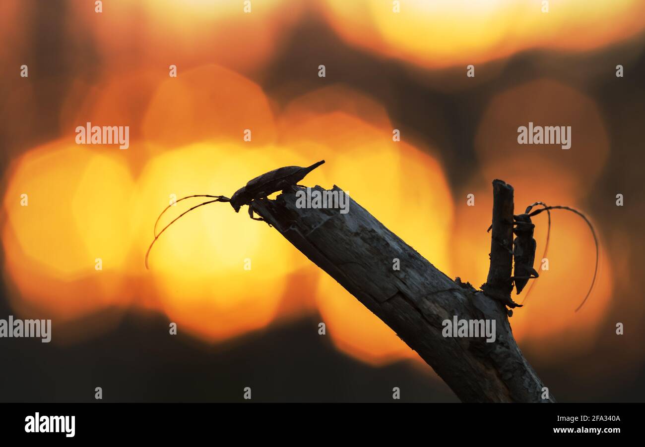 Long-horn beetles, Acanthocinus aedilis in sunset Stock Photo - Alamy