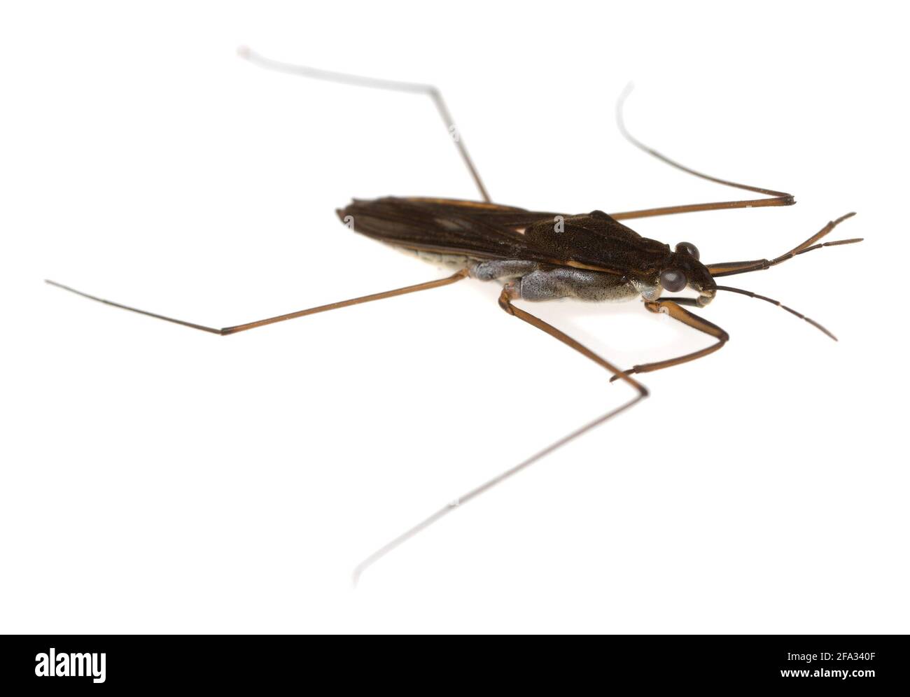 Water strider, Gerridae isolated on white background Stock Photo - Alamy