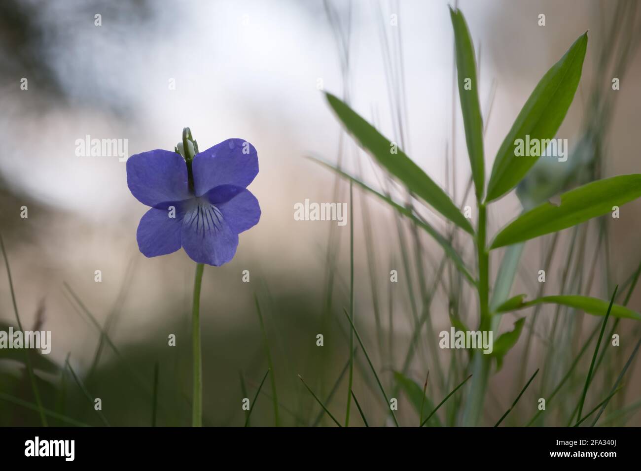 Violet blue wildflower hi-res stock photography and images - Alamy