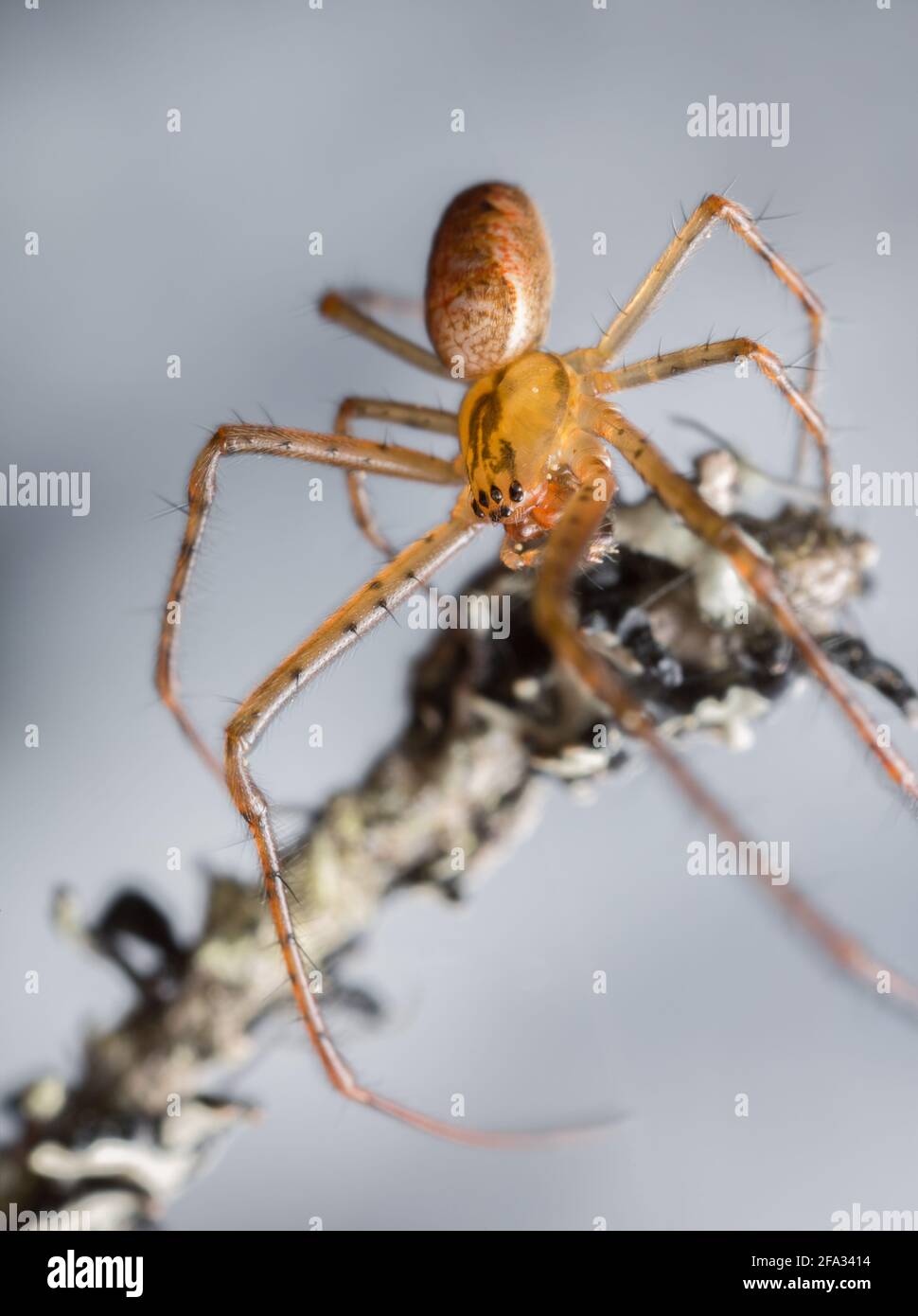 Macro photo of a Metellina mengei Stock Photo - Alamy