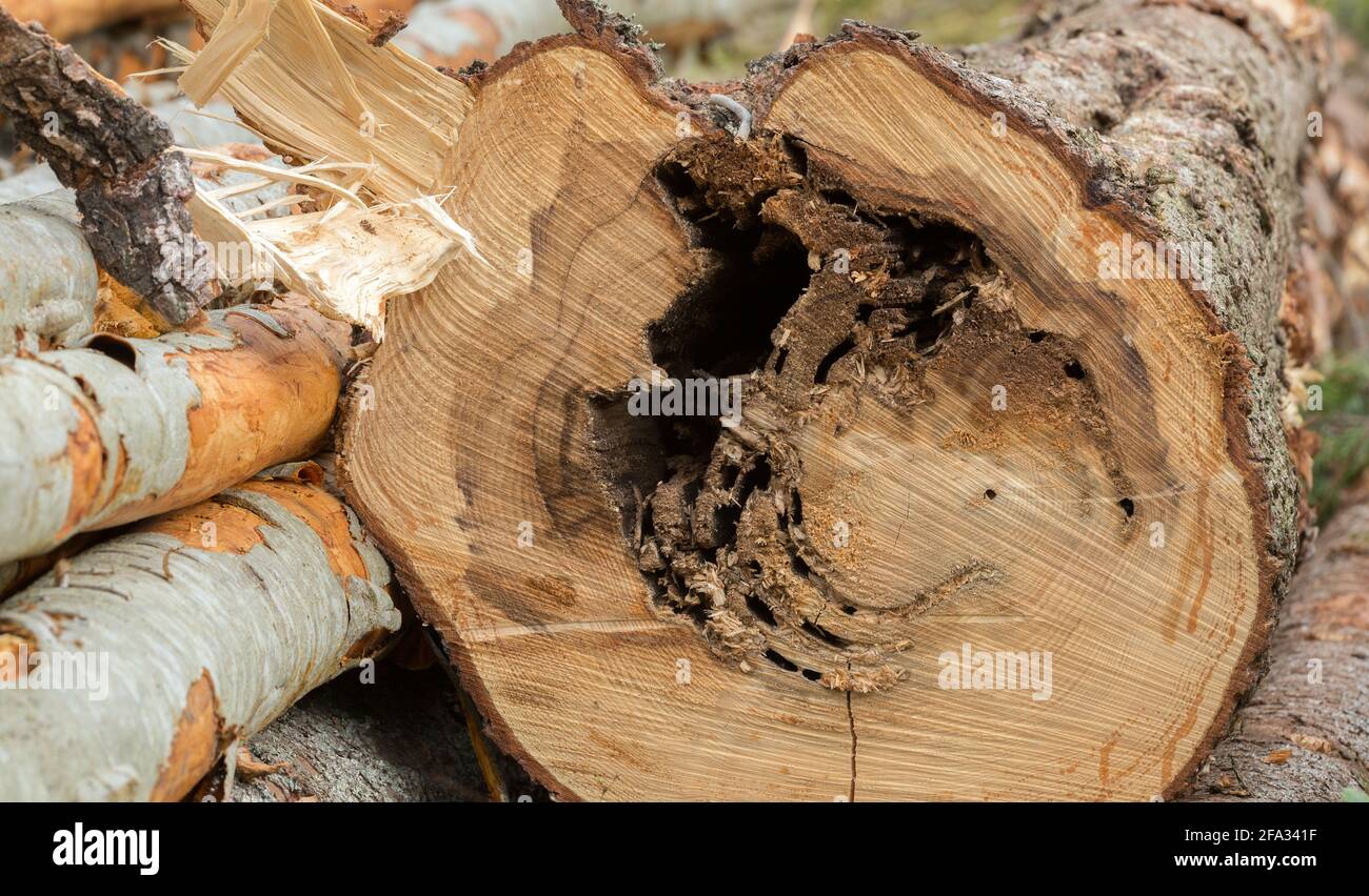 Carpenter ants nest causing damage on fir wood Stock Photo - Alamy