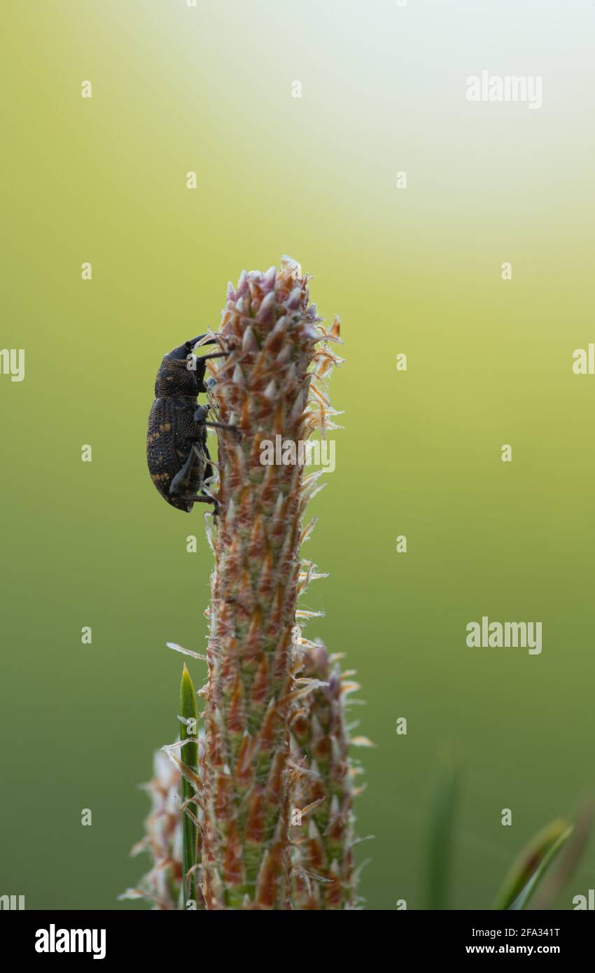 Large pine weevil, Hylobius abietis feeding on pine plant Stock Photo ...