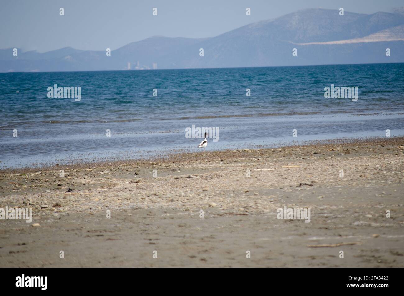 Lagoon Ecosystem oropos greece Stock Photo - Alamy