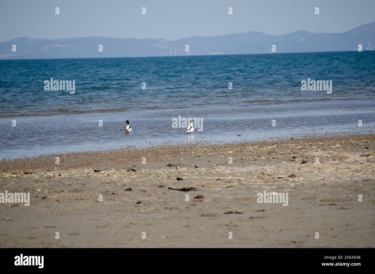 Lagoon Ecosystem oropos greece Stock Photo - Alamy