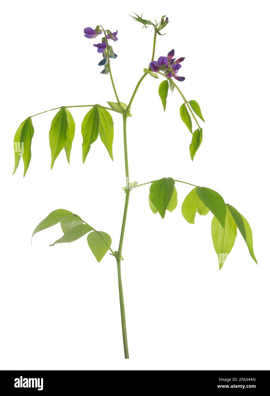 Pea photo Cut Out Stock Images & Pictures - Alamy