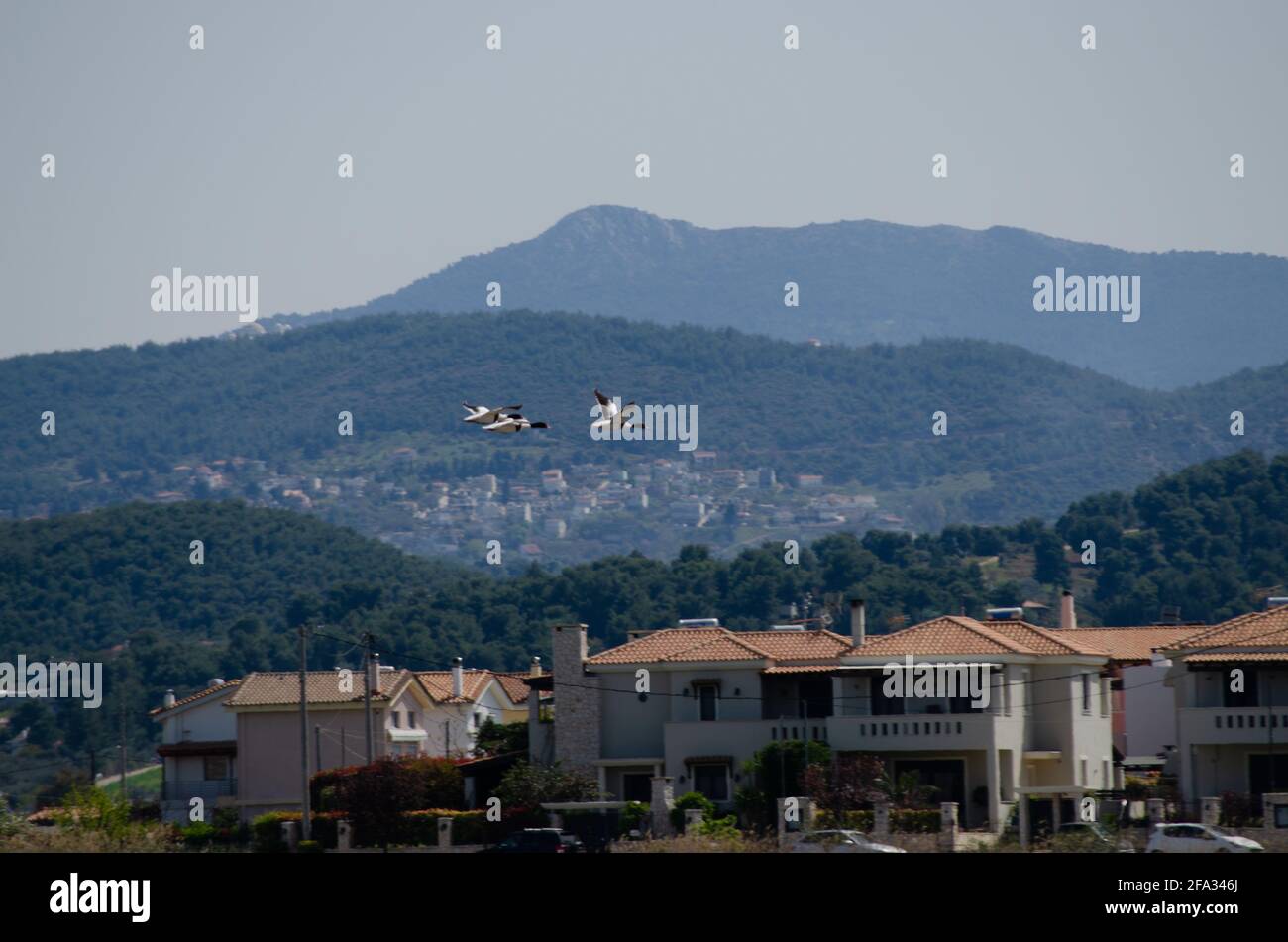 Lagoon Ecosystem oropos greece Stock Photo - Alamy