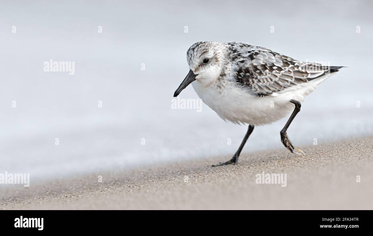 Sanderling, Calidris alba, juvenile into winter plumage bird running ...